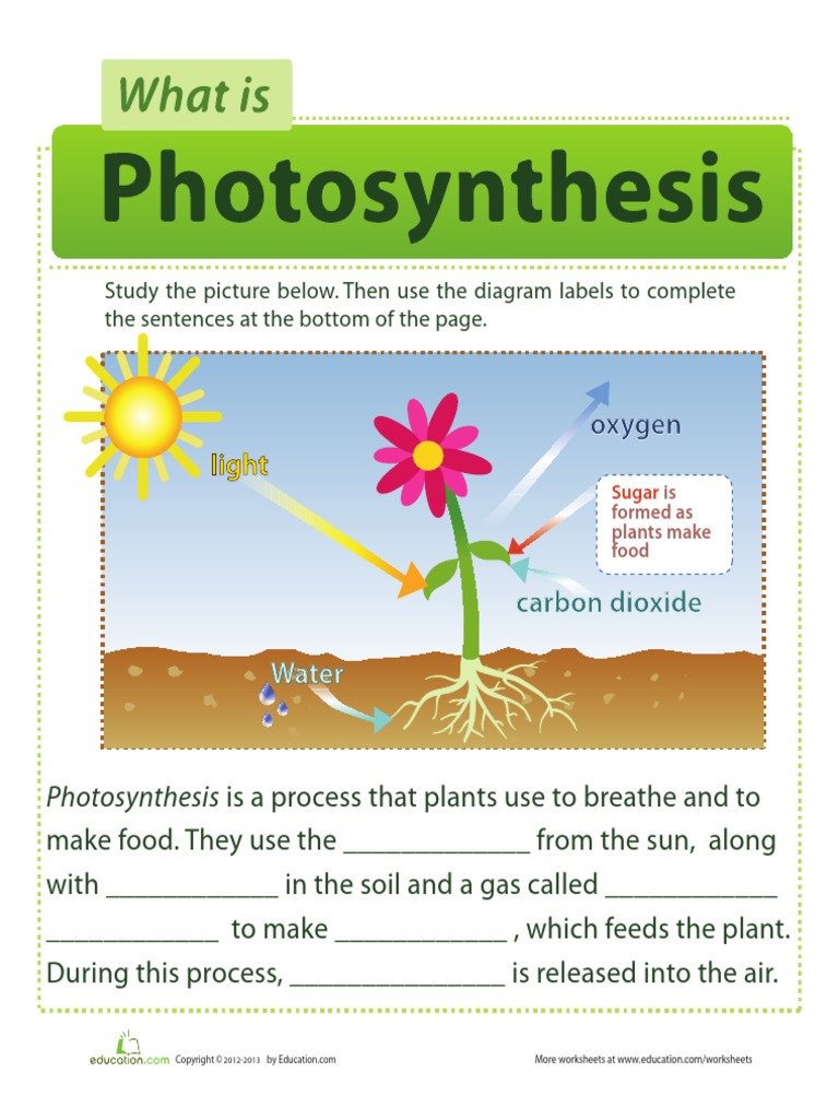 Photosynthesis For Kids | PDF