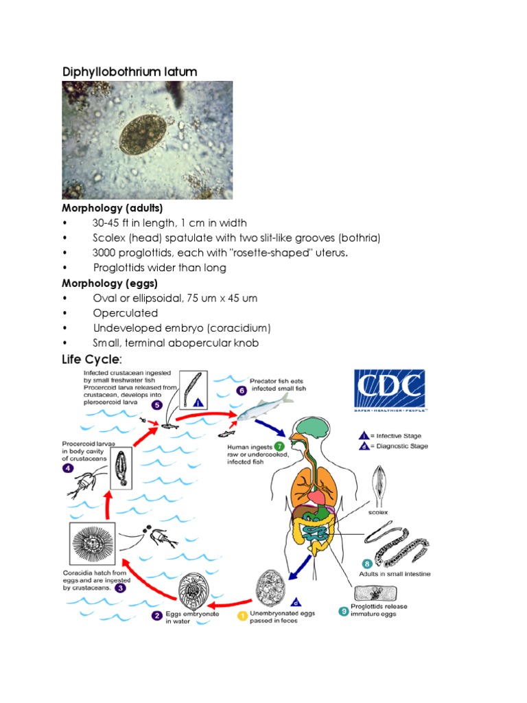 Diphyllobothrium Latum: Morphology (Adults) | PDF | Parasites | Animal ...