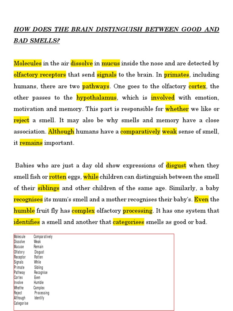 How Does The Brain Distinguish Between Good and Bad Smells | PDF ...
