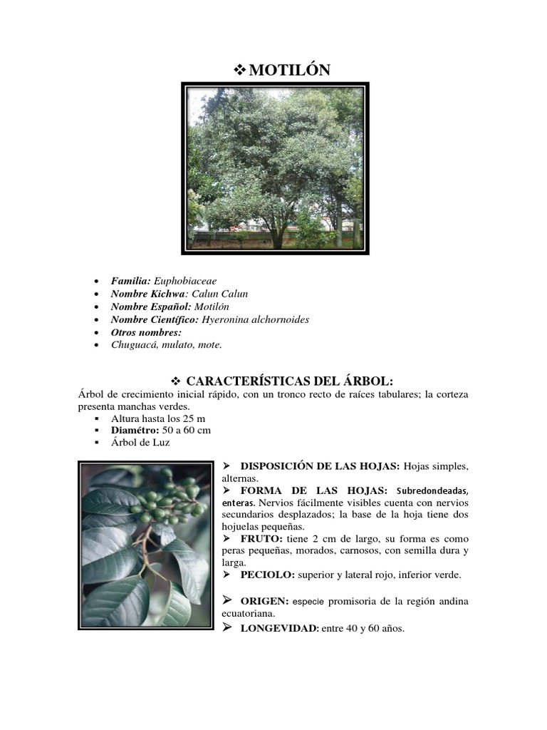 Motilón - Copia | Árboles | Hoja