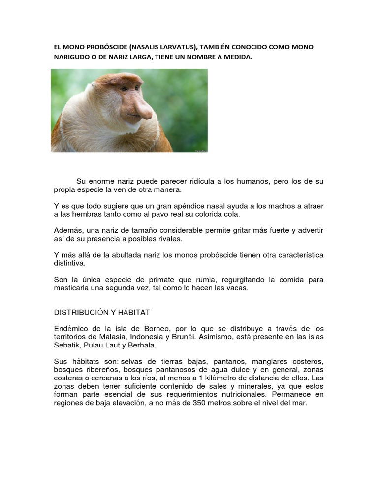 El Mono Probóscide | PDF | Pingüino | Aves