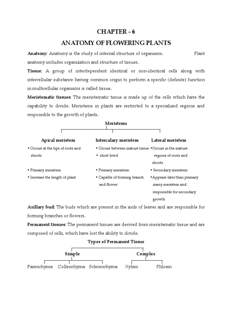 Class 11 Anatomy of Flowering Plants by Priyansh PDF | PDF | Plant Stem ...