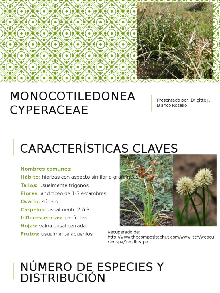 Cyperacea | PDF | Plantas | Botánica
