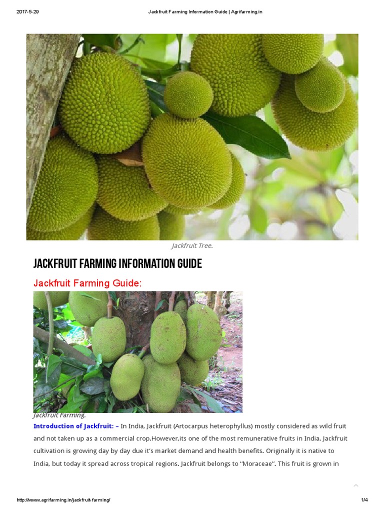 Jackfruit Farming Information Guide - Agrifarming | PDF | Trees ...