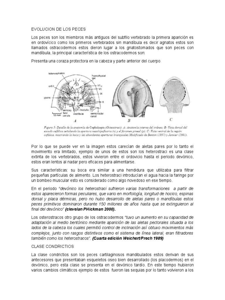 Evolución de los Peces Primitivos | PDF | Pescado | Vertebrados
