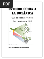 Tallos Modificados - Botánica | PDF | Tallo de la planta | Morfología ...