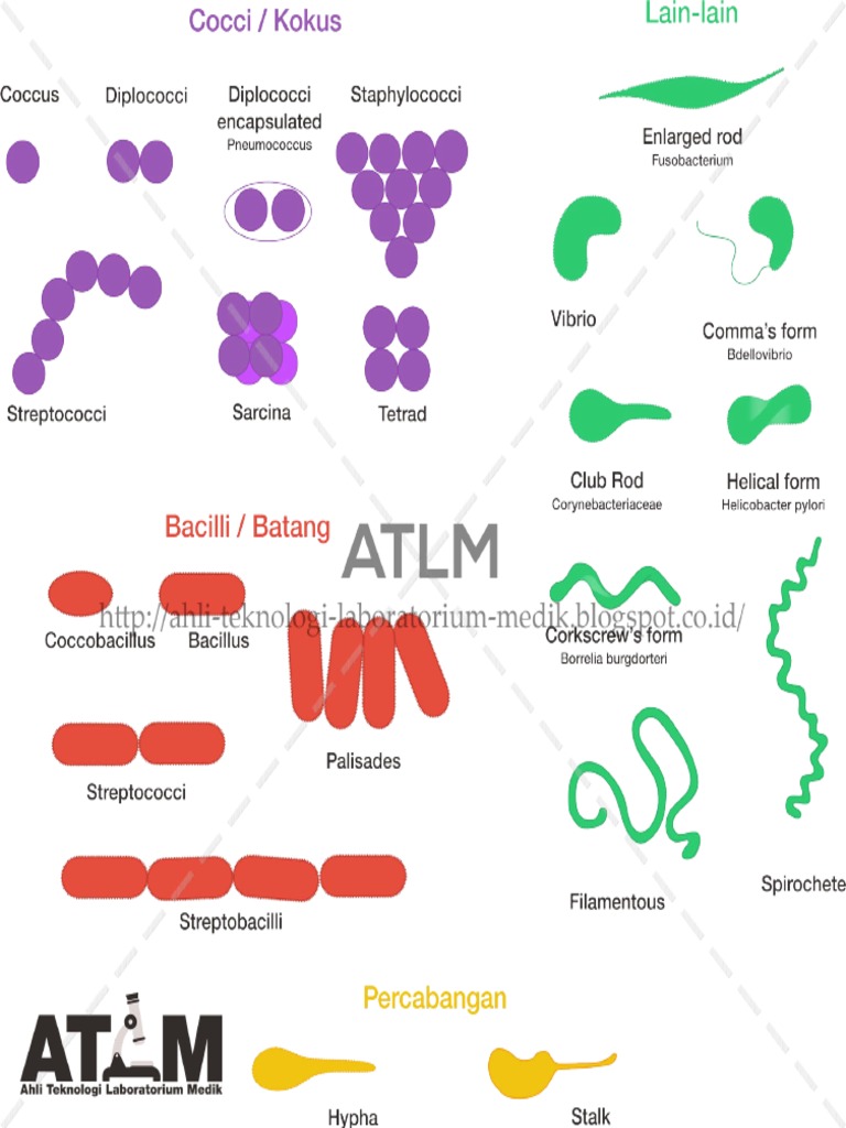 Mengenal Morfologi Bentuk Sel Koloni Dan Flagella Pada Bakteri Riset ...