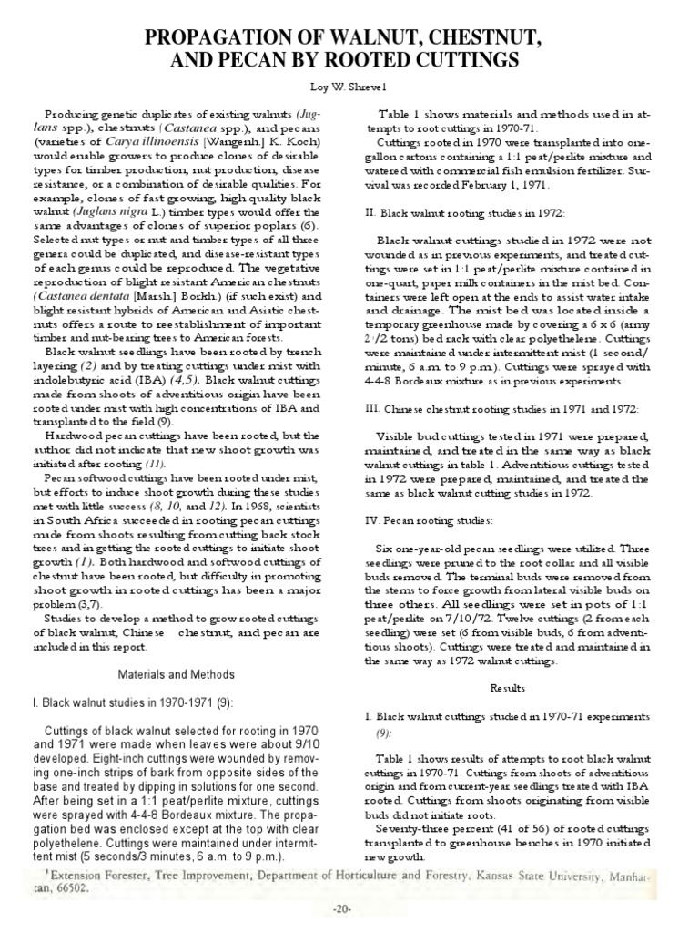 Propagation of Walnut - Chestnut - and Pecan by Rooted Cuttings | PDF ...