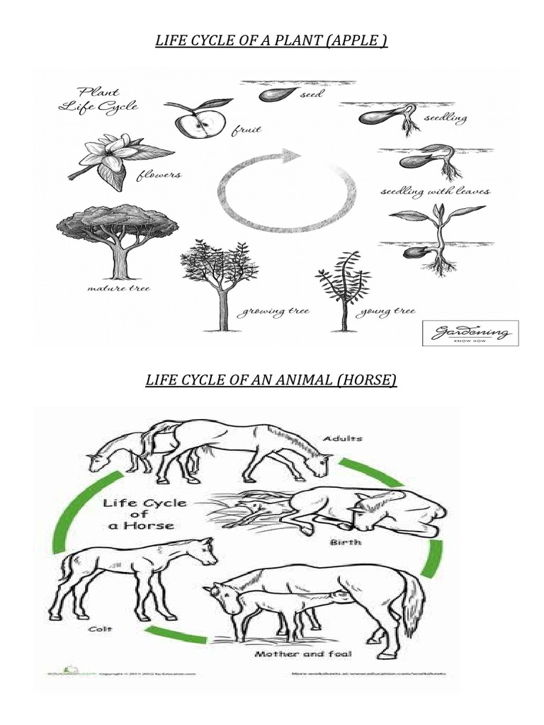 Life Cycle of Living Things | PDF | Science & Mathematics