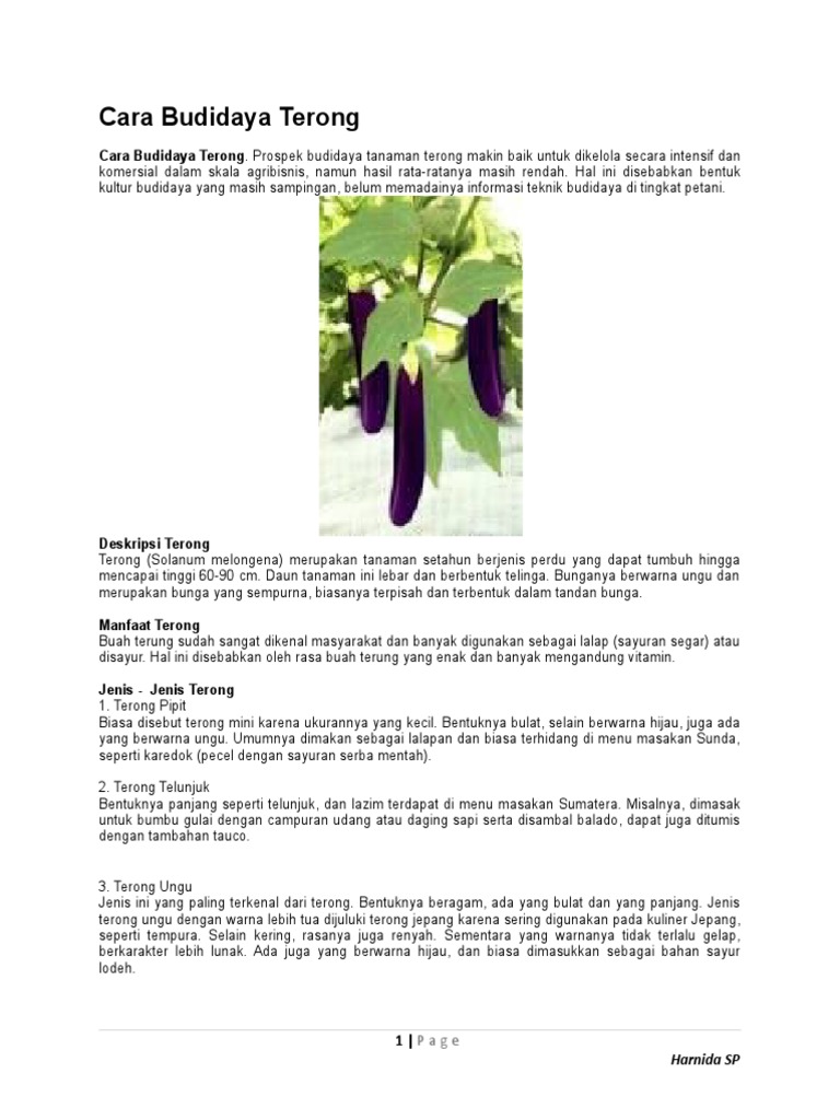 Cara Budidaya Terong | PDF