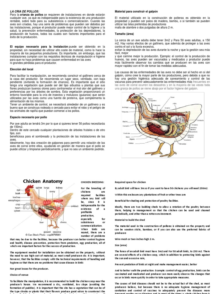 La Cria de Pollos | Aves | Bienestar