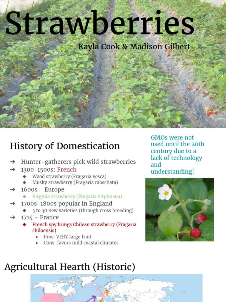 History and Impact of Strawberries | PDF | Strawberry | Plant Breeding