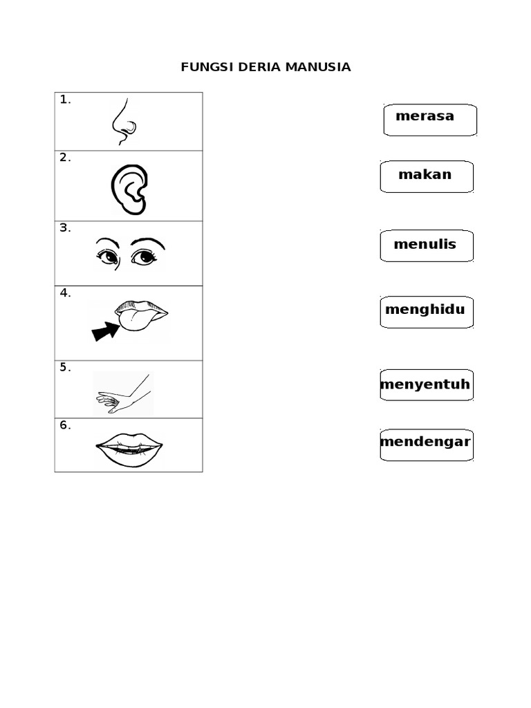 Fungsi Deria Manusia | PDF