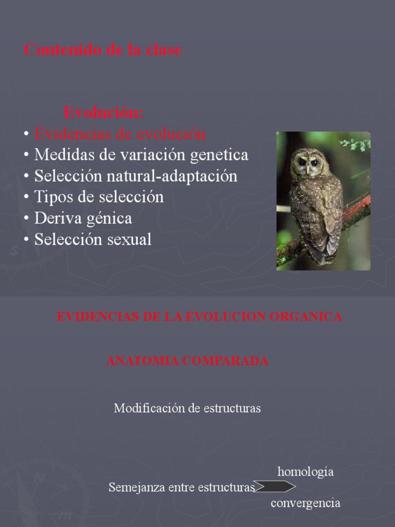 Evidencias de Evolución | PDF | Conceptos e hipótesis paleontológicas ...