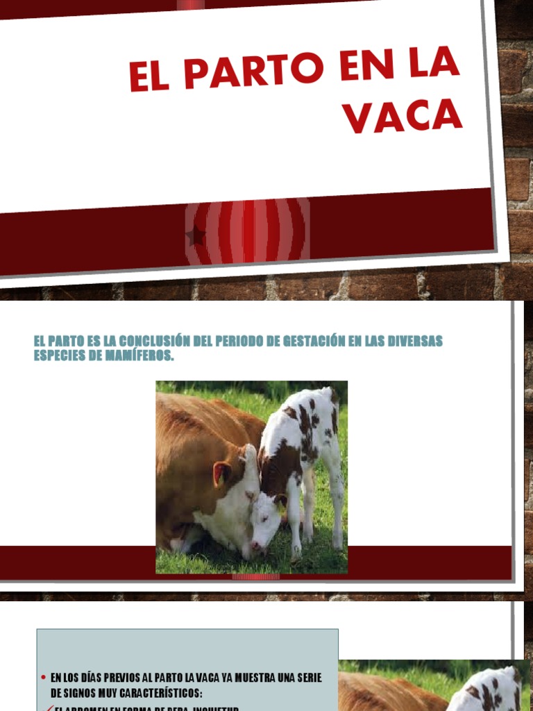 Etapas del Parto en Vacas | PDF