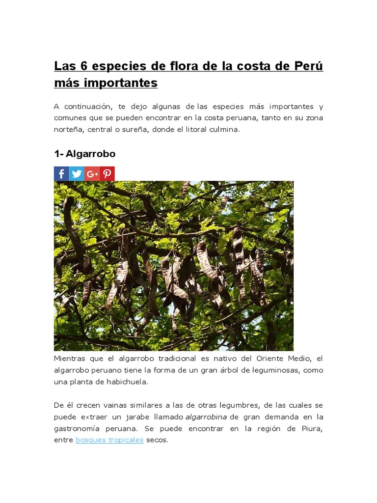 Las 6 Especies de Flora de La Costa de Perú Más Importantes | Arboles ...