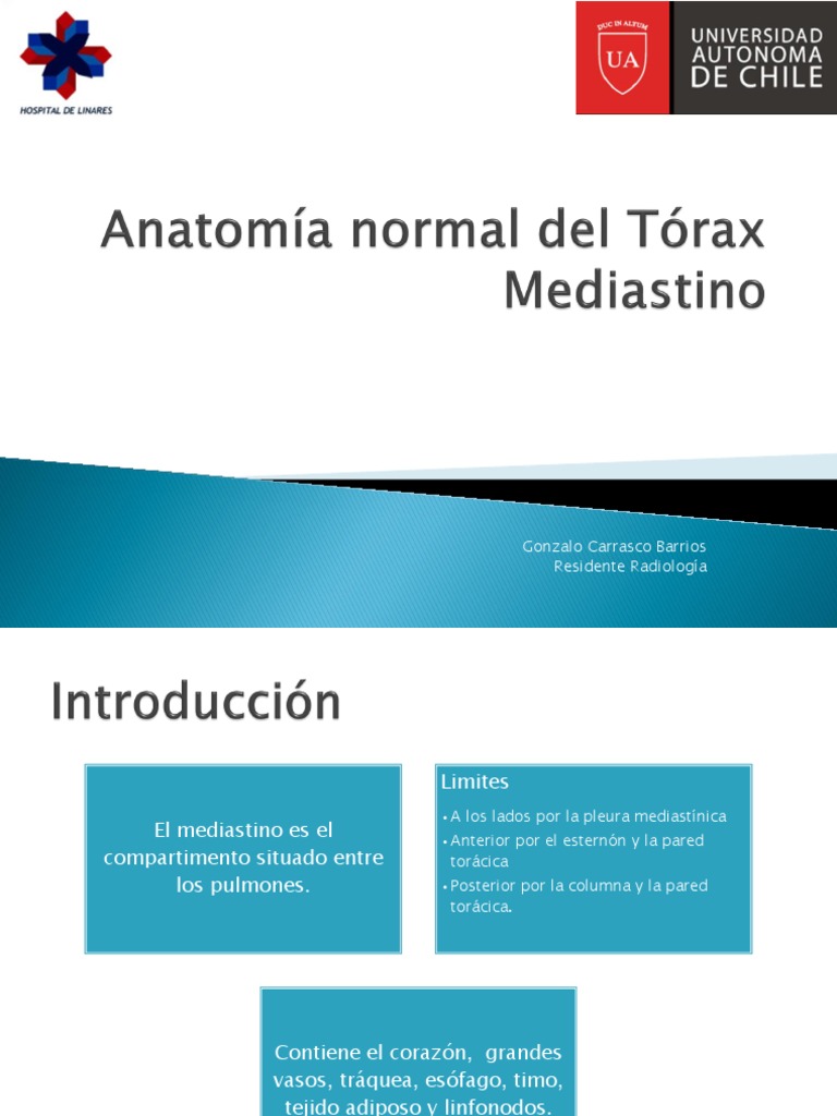 Anatomía Normal Del Tórax | PDF | Aorta | Pulmón