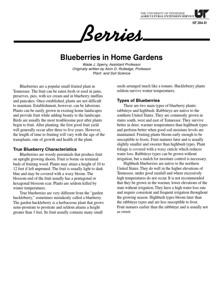 Planting Blueberries in Home Gardens | PDF | Blueberry | Mulch