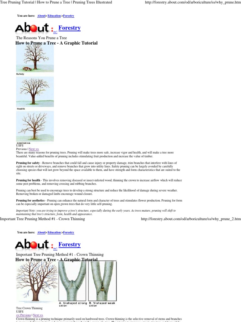 How To Prune A Tree. A Graphic Tutorial | PDF