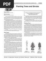 Tree Plantation Project | PDF