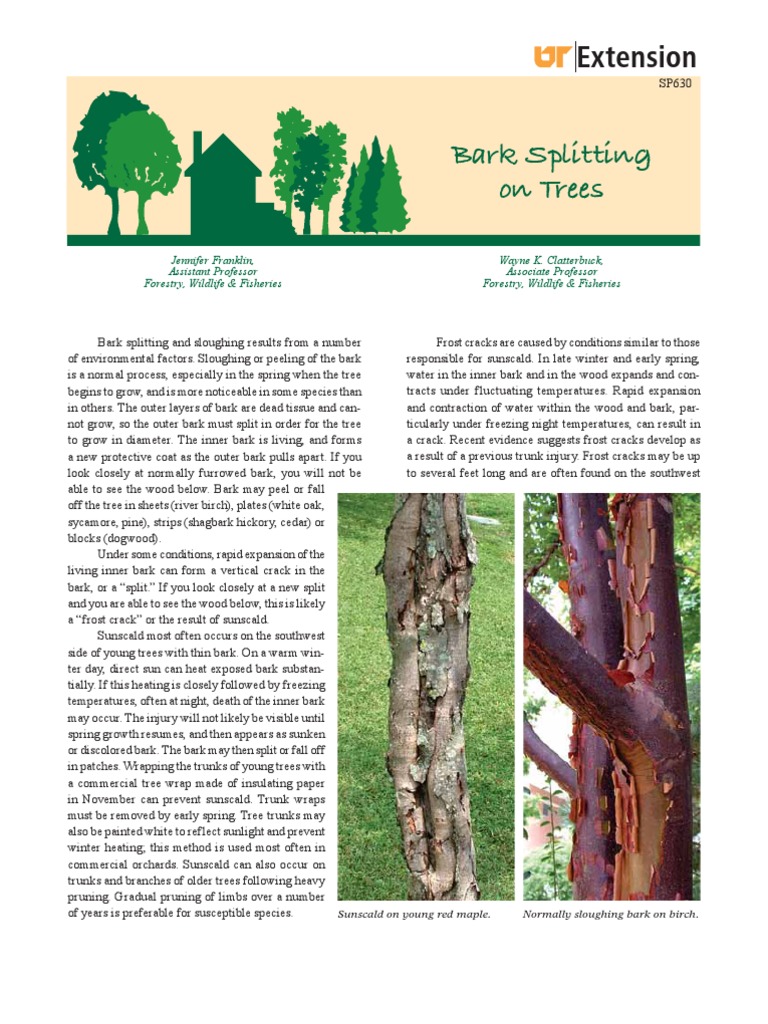 Bark Splitting On Trees | PDF | Horticulture And Gardening | Trees