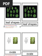 Types and Definitions of Leaf Apices | PDF | Plants | Nature