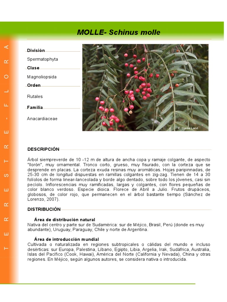 Schinus Molle | PDF | Botánica | Horticultura y jardinería