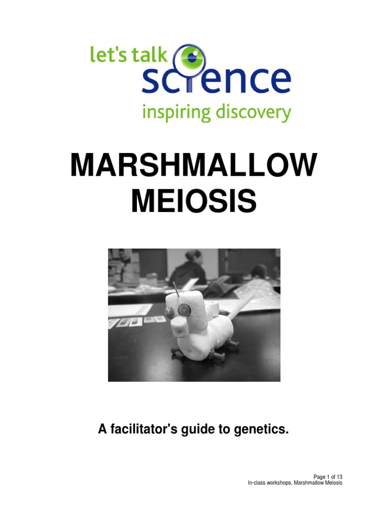 Marshmallow Meiosis Manual | PDF | Ploidy | Meiosis