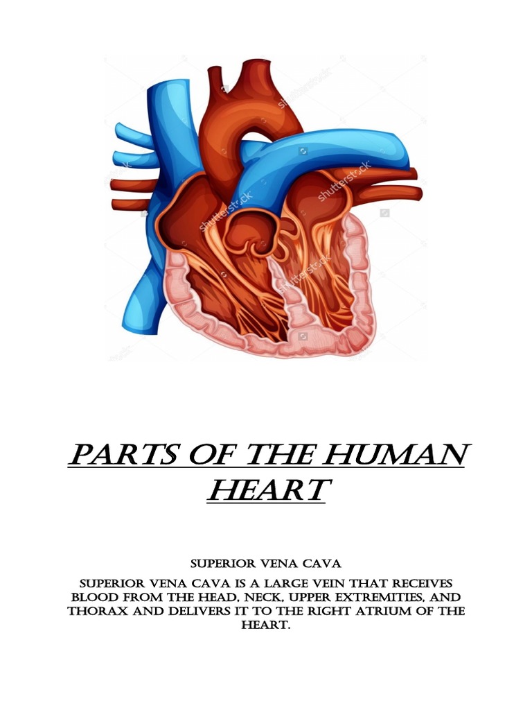 Parts of The Human Heart | Download Free PDF | Atrium (Heart) | Heart