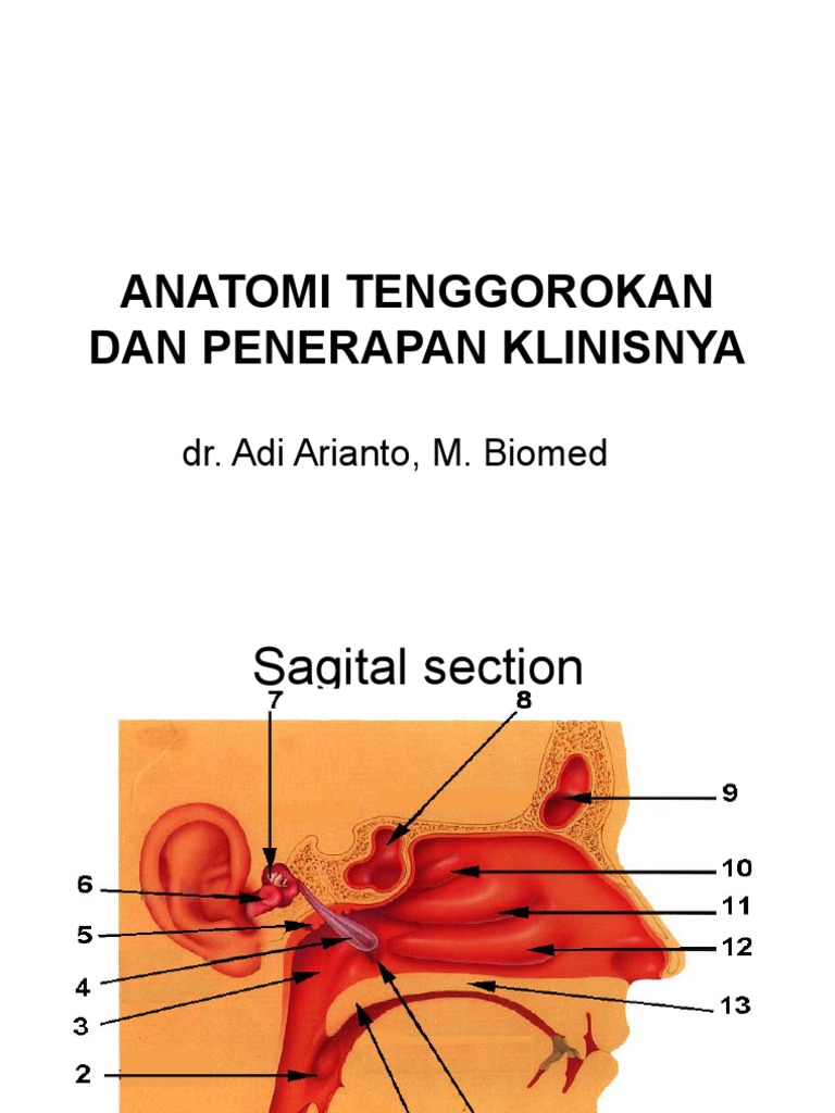 Anatomi Kerongkongan | PDF | Immunology | Diseases And Disorders