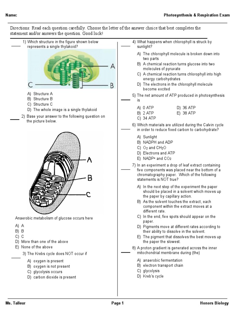Photosynthesis & Respiration Exam Guide | PDF | Cellular Respiration ...