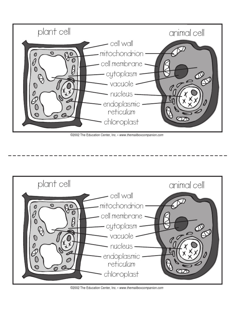 Plant and Animal Cells | PDF