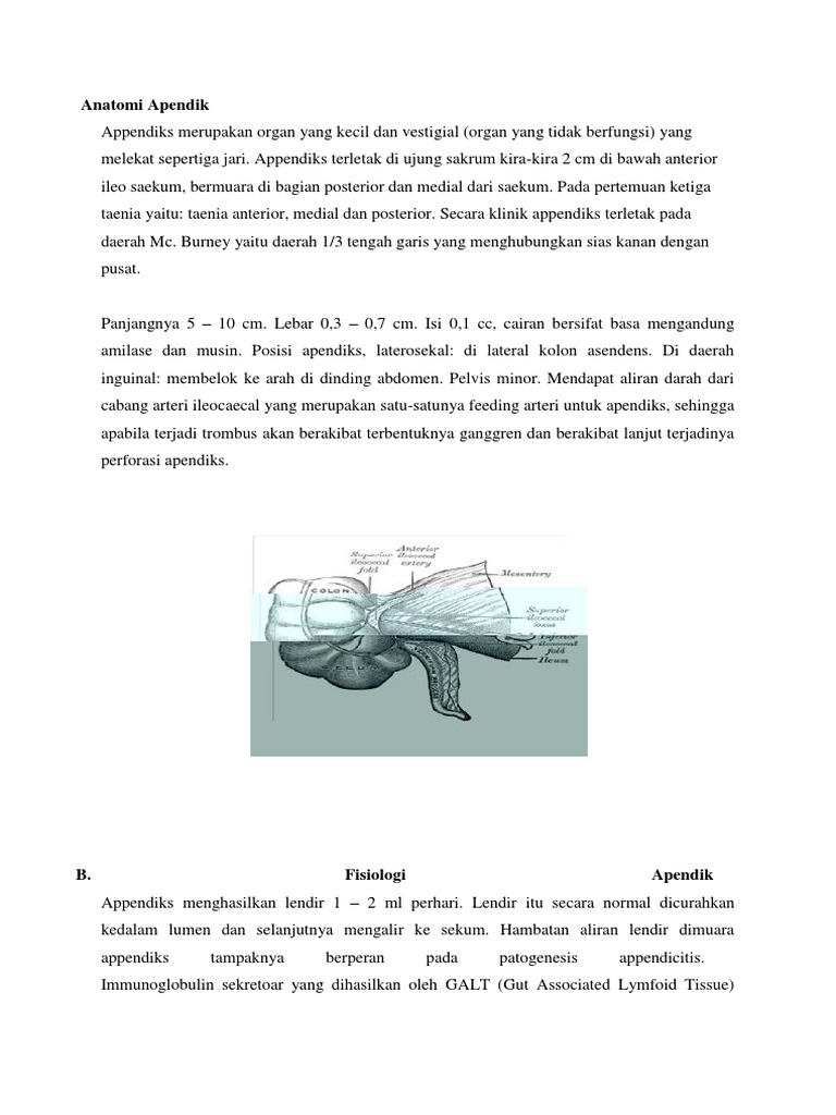 Anatomi Apendik | PDF