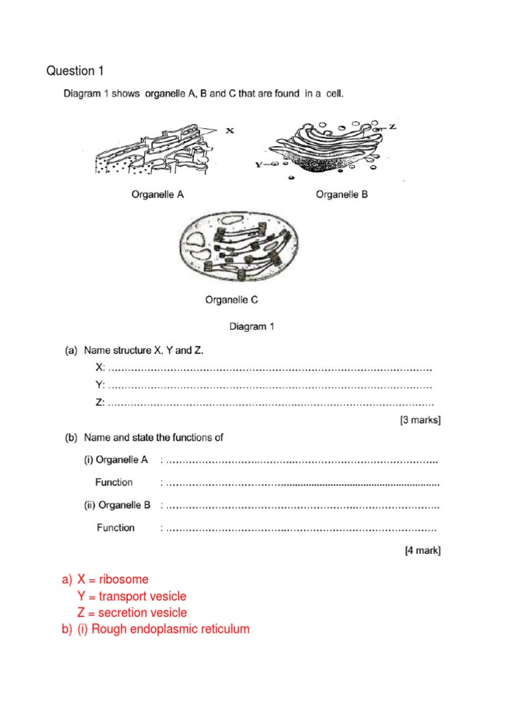 Form 4 Revision | PDF