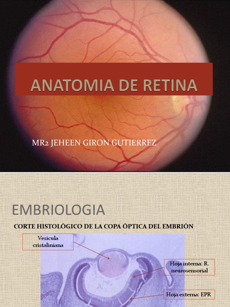 Anatomia Retina | PDF | Retina | Células