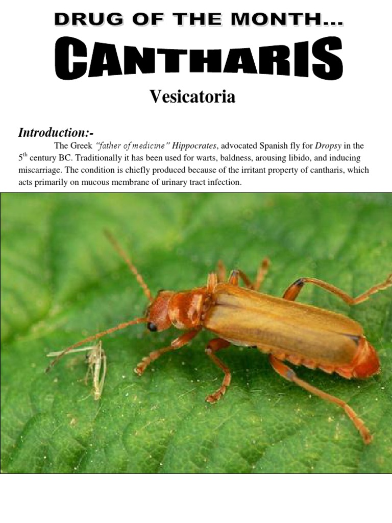 Cantharis | PDF | Clinical Medicine | Medicine