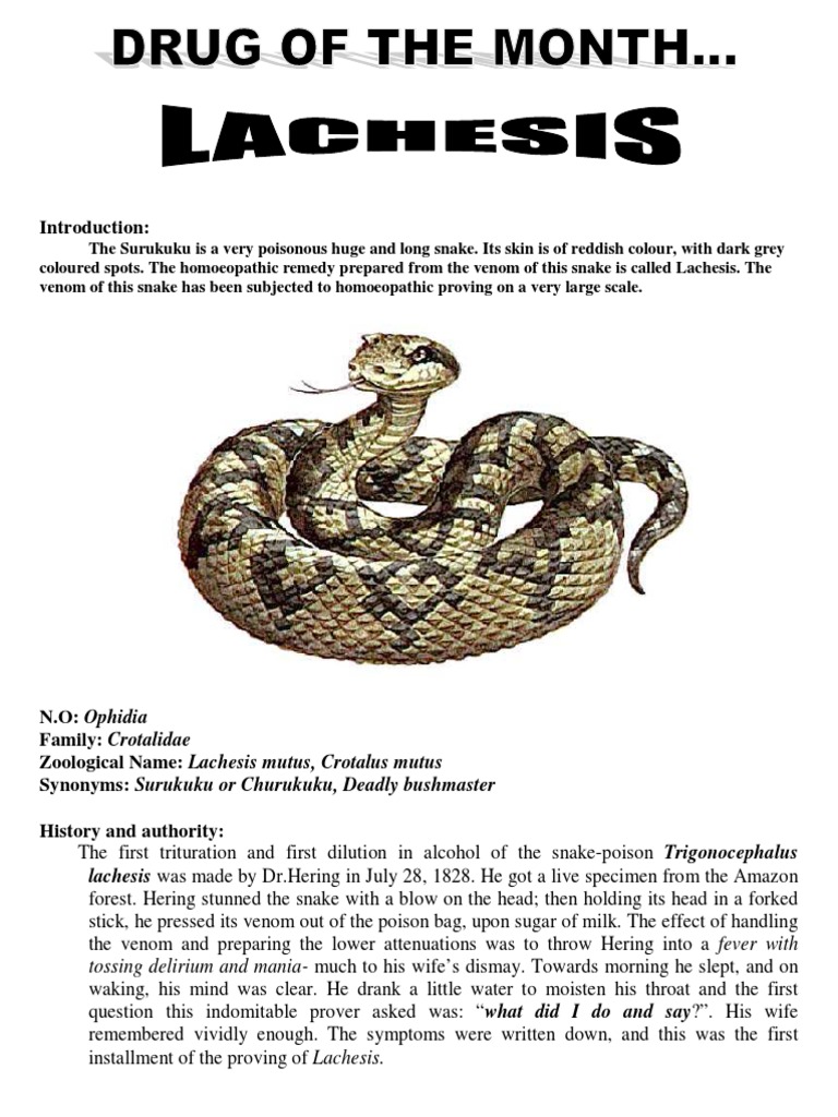 Drug Lachesis | Vein | Snake