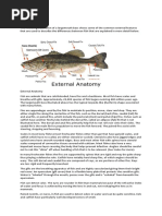 Types of Fish Mouths Explained | PDF