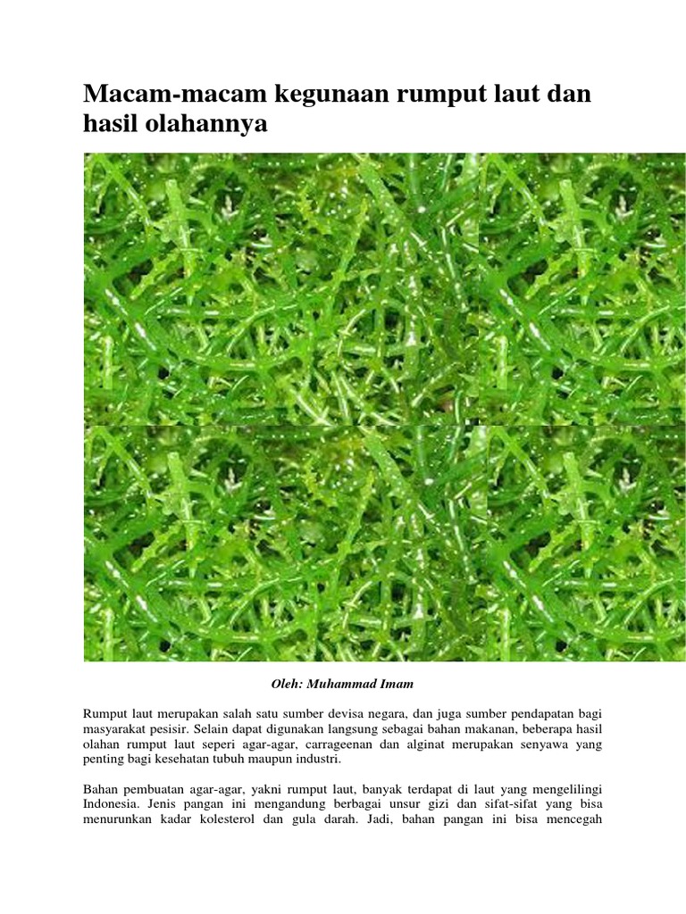 Rumput Laut | PDF