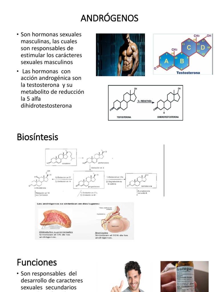 Andrógenos: Funciones y Anabolizantes | PDF | Testosterona | Compuestos ...