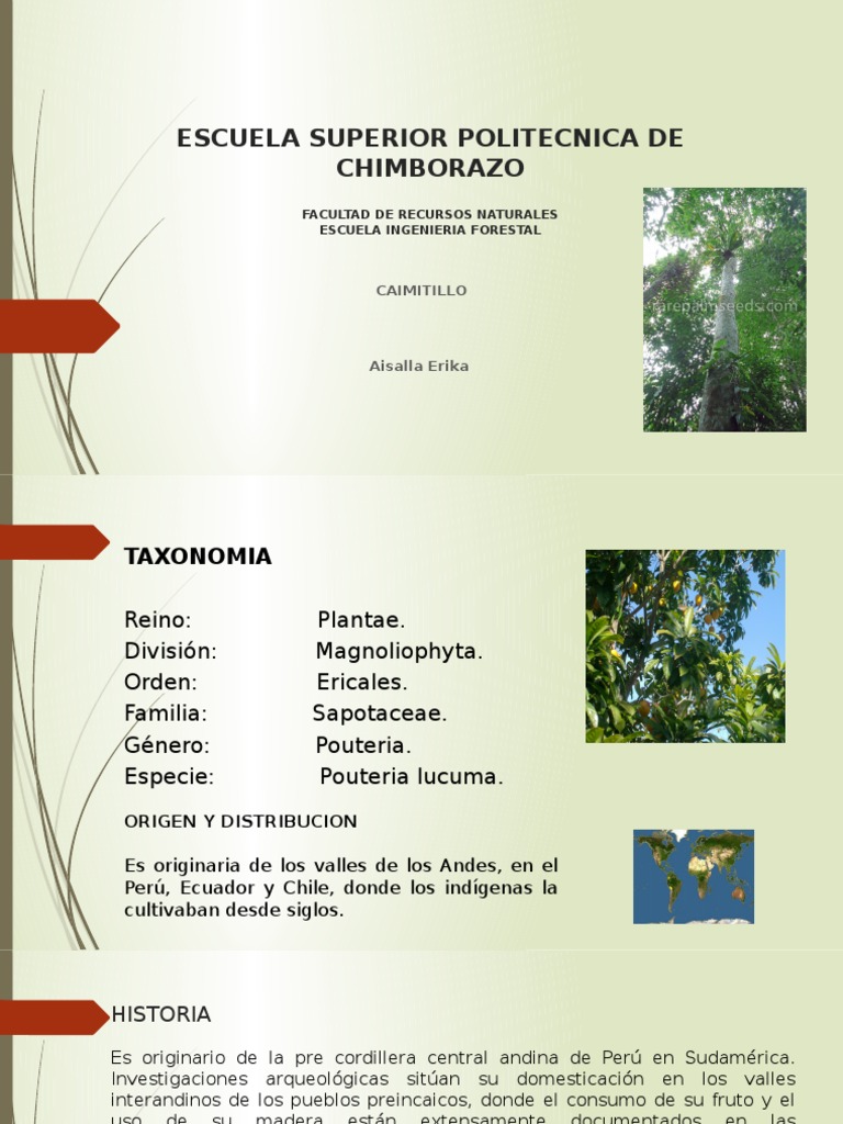 Caimitillo | PDF | Horticultura y jardinería | Plantas