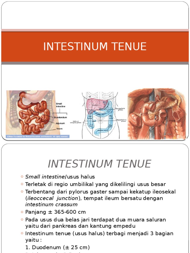 Intestinum Tenue | PDF