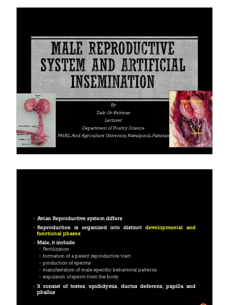 Avian Male Reproductive Anatomy Overview | PDF | Testicle | Luteinizing ...