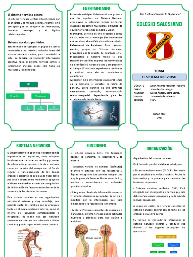 TRIPTICO Sistema Nervioso | PDF | Sistema nervioso central | Médula espinal