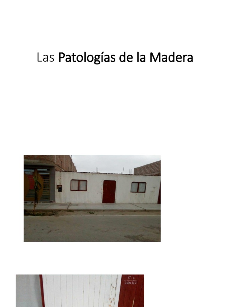 Las Patologías de La Madera Expo | PDF