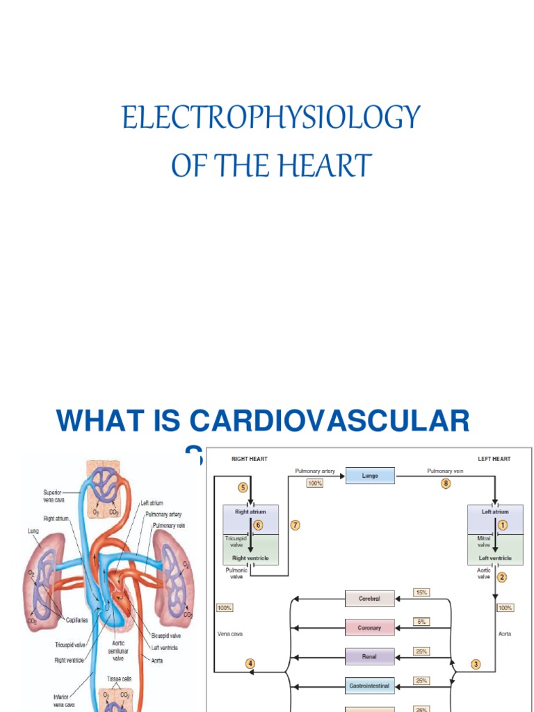 6. Electrophysiology of Heart | Heart | Action Potential