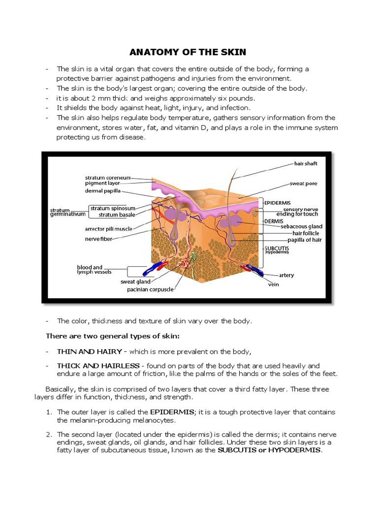 Anatomy of The Skin | PDF | Skin | Epidermis