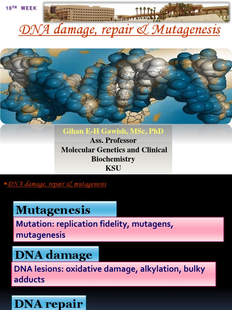 DNA Damage and Mutagenesis Overview | PDF | Mutagenesis | Dna Repair