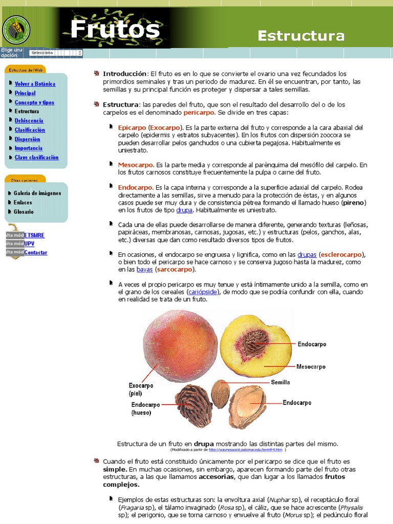 Estructura de Los Frutos | PDF | Fruta | Agricultura