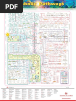 Y-Site Compatibility Chart: Drugs | PDF | Pharmacology | Organic Compounds